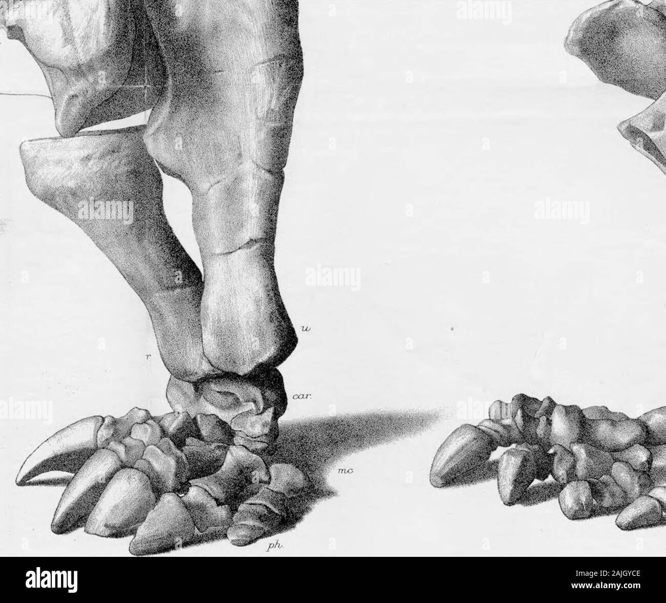 Researches on the Structure, Organization, and Classification of the ...