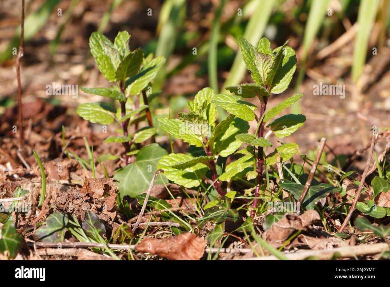 Mint plant in a vegetable garden during spring Stock Photo - Alamy