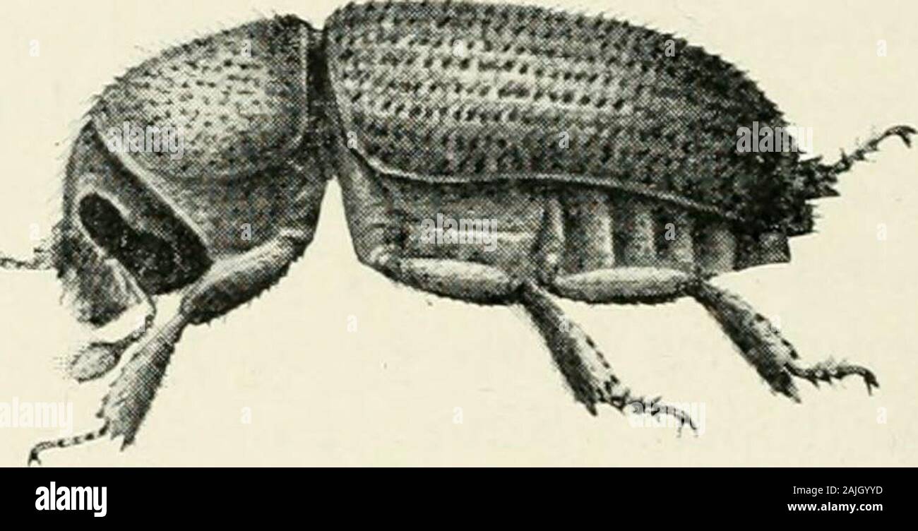 Recognizable characteristics hi-res stock photography and images - Alamy