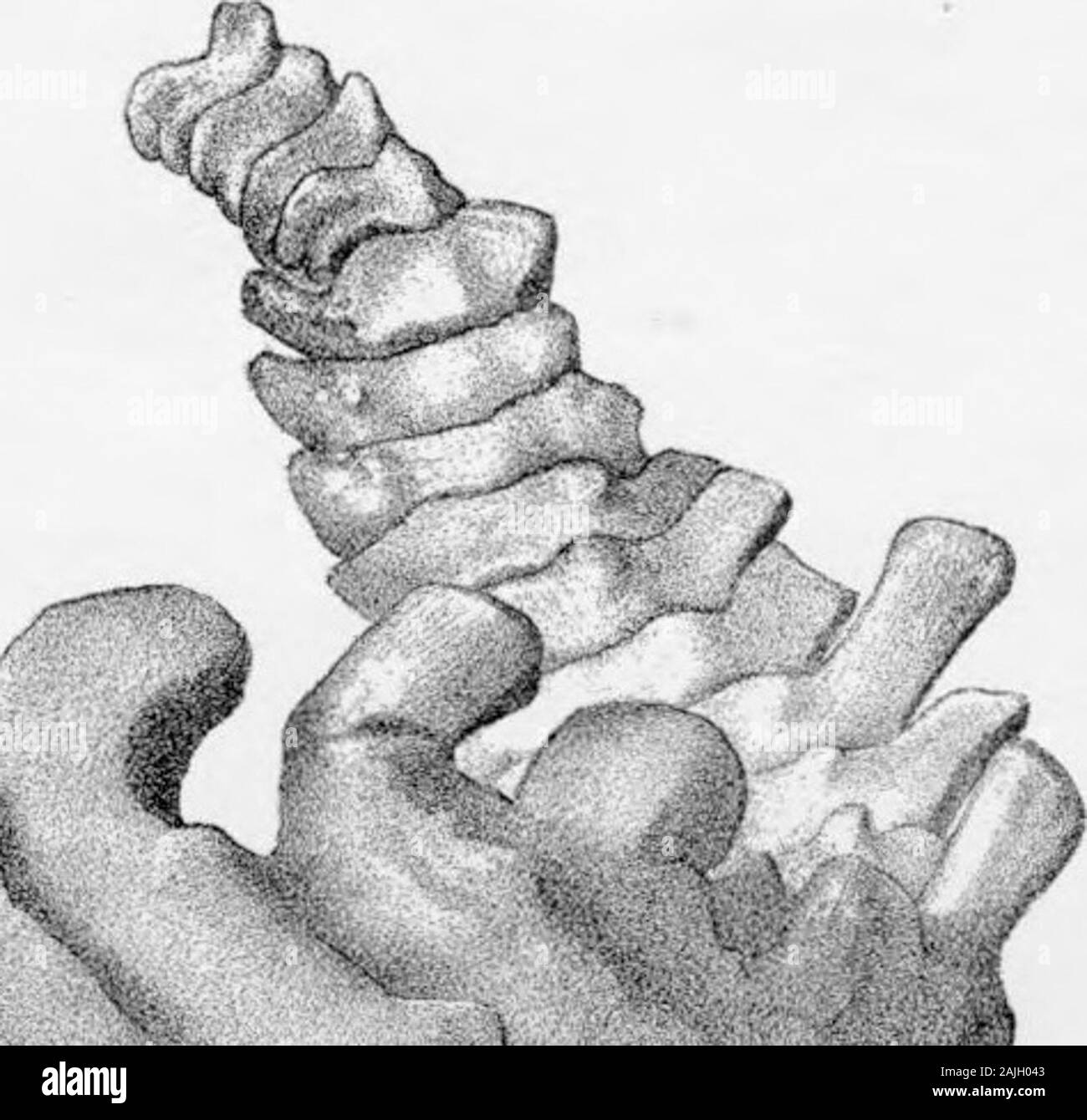 Researches on the Structure, Organization, and Classification of the ...