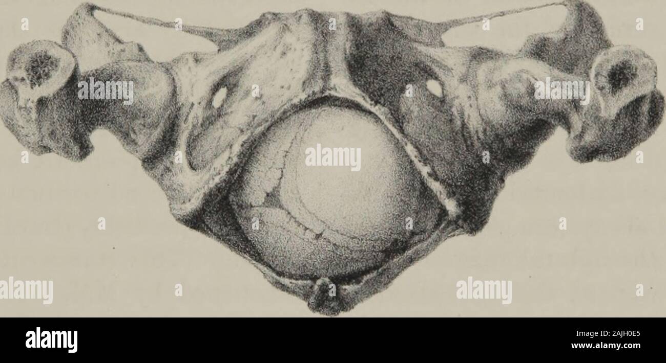 The principles and practice of obstetrics . ,-J 2nd position of ...