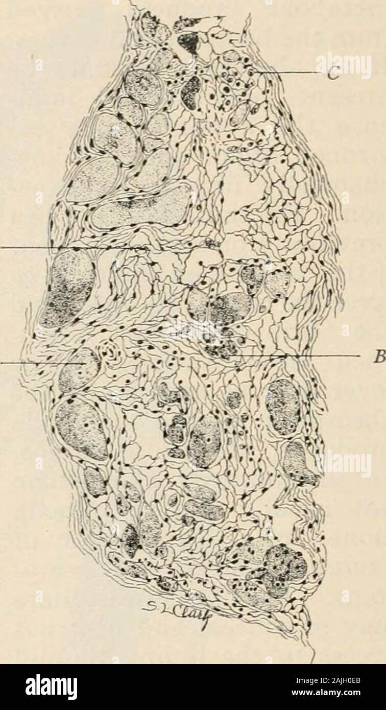 Manual of pathology : including bacteriology, the technic of ...