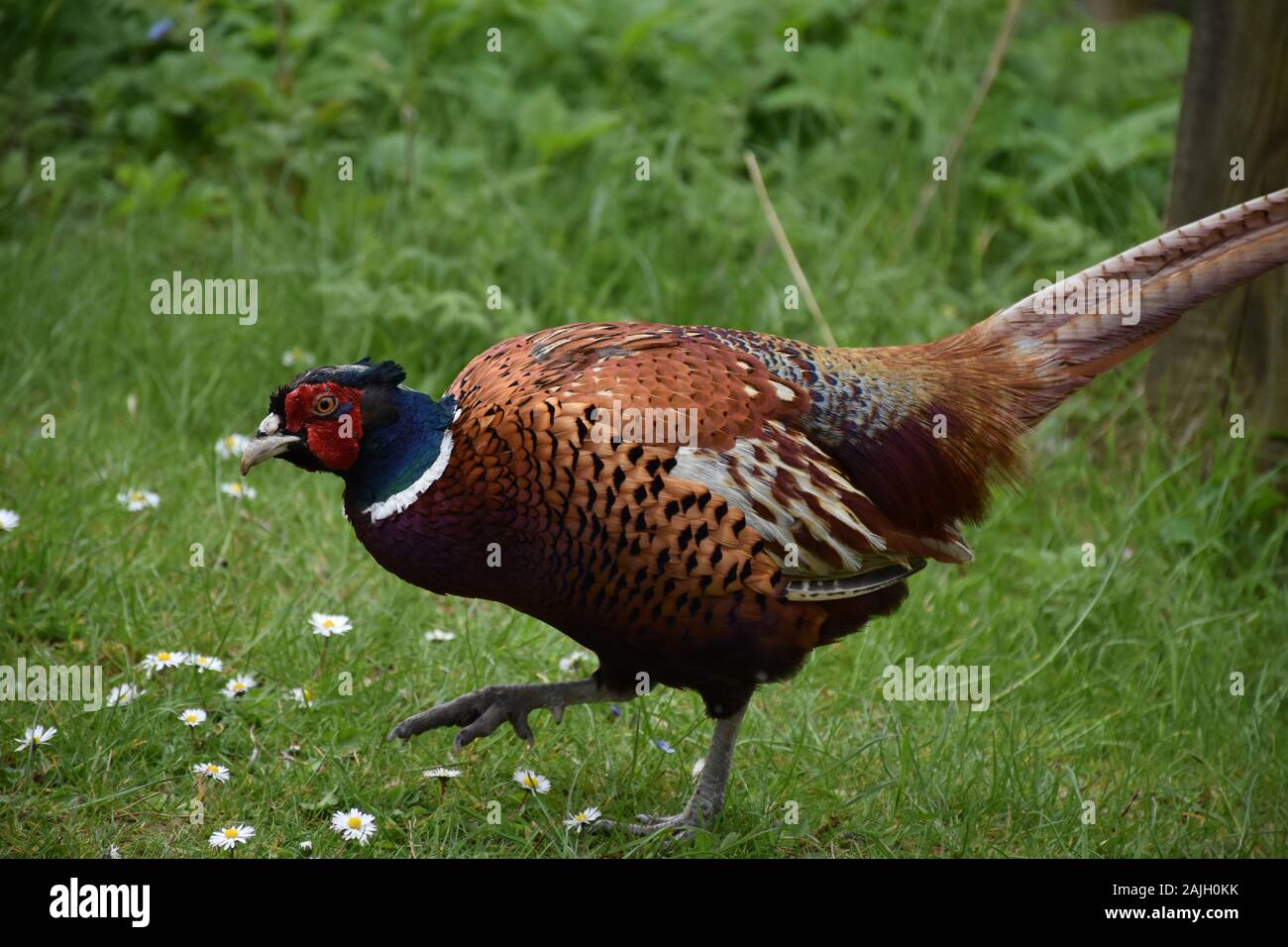 Colorful pheasant stepping forward with his foot raised Stock Photo - Alamy