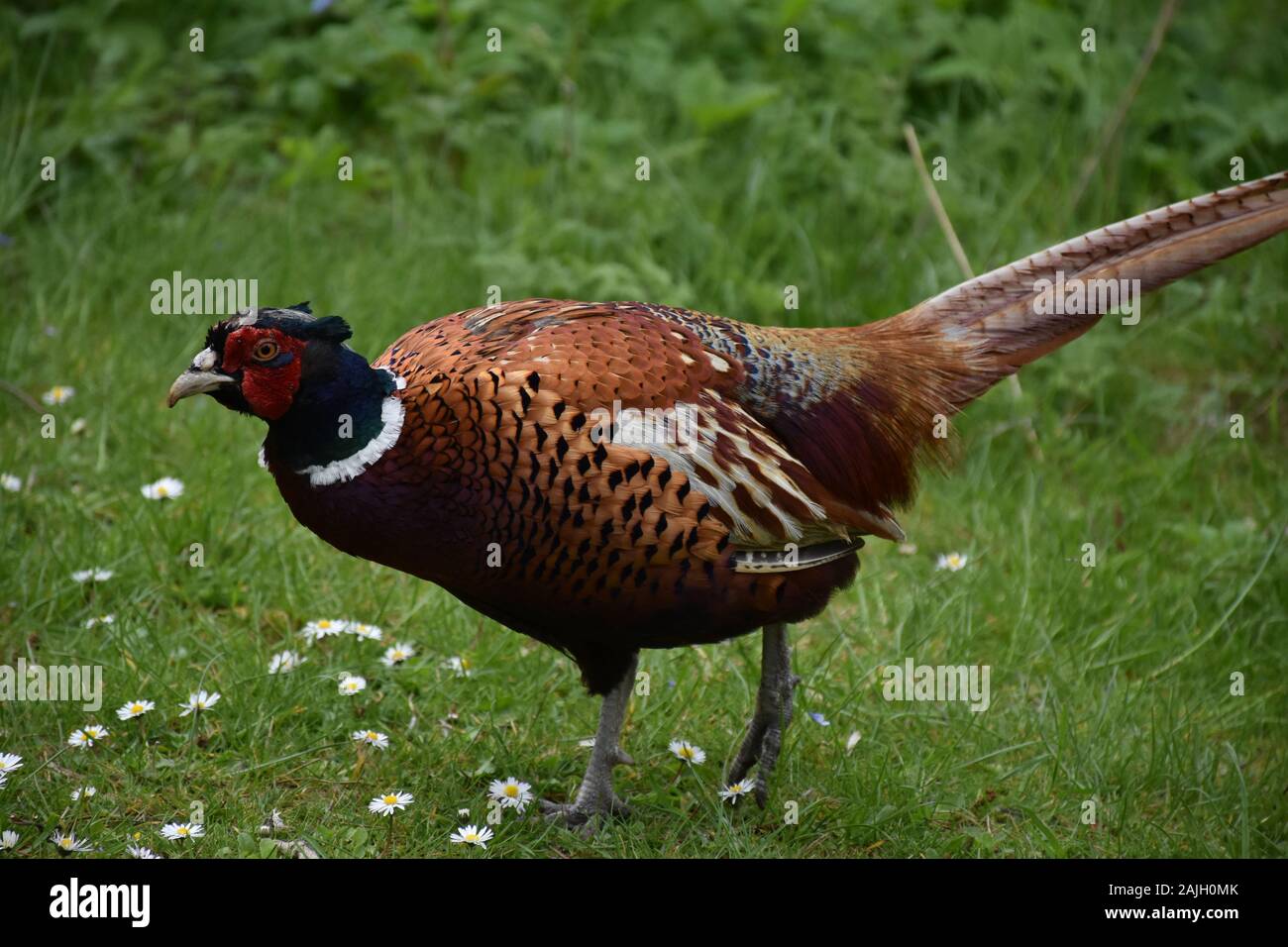 Feathers with striking markings on a male pheasant Stock Photo - Alamy