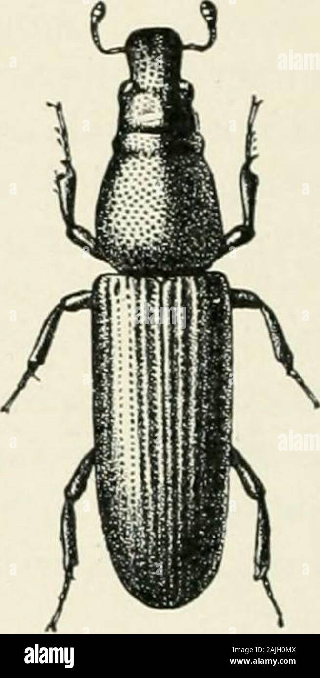 Indian forest insects of economic importance Coleoptera . sp. nov. x 8 ...