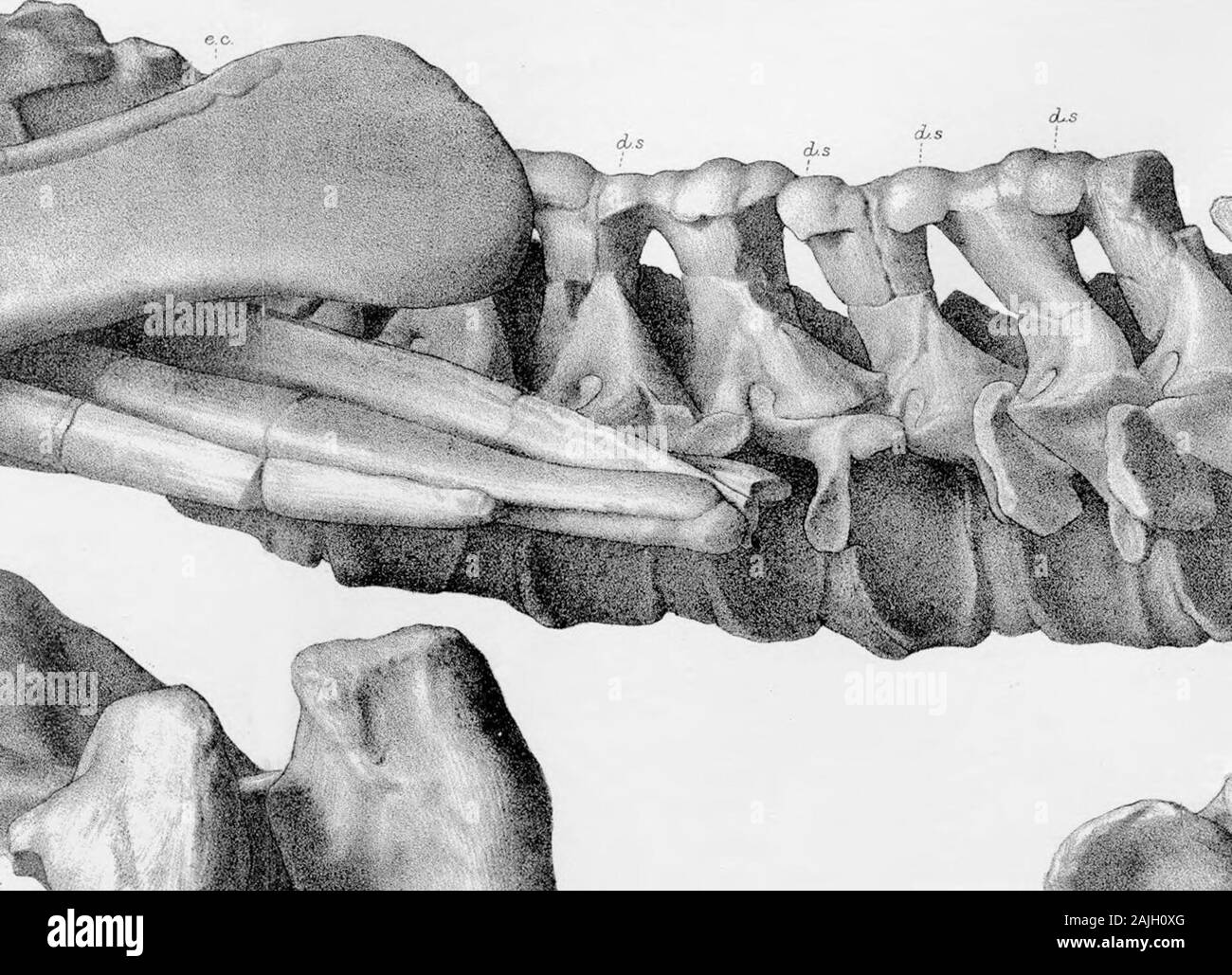 Researches on the Structure, Organization, and Classification of the ...
