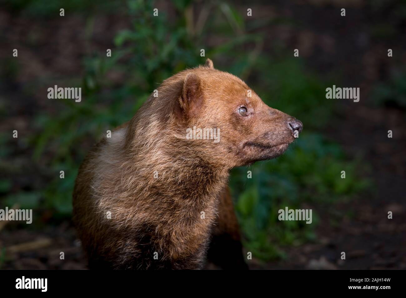 Panamanian bush dog hi-res stock photography and images - Alamy