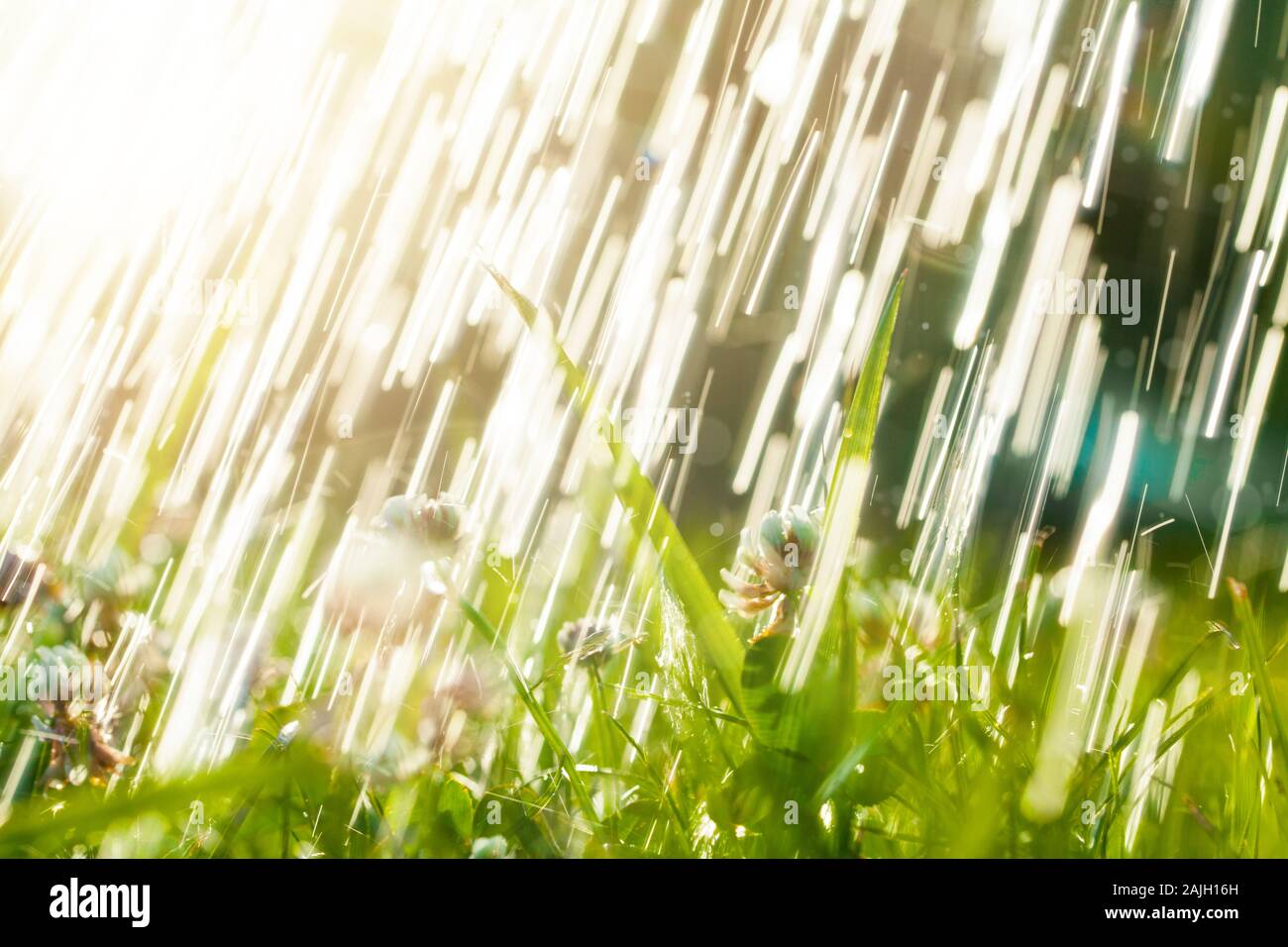 Magic background with clover and raindrops. Beautiful summer landscape ...