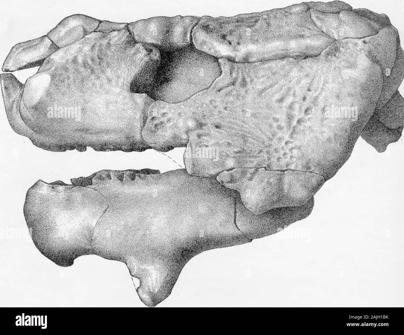 Researches on the Structure, Organization, and Classification of the ...