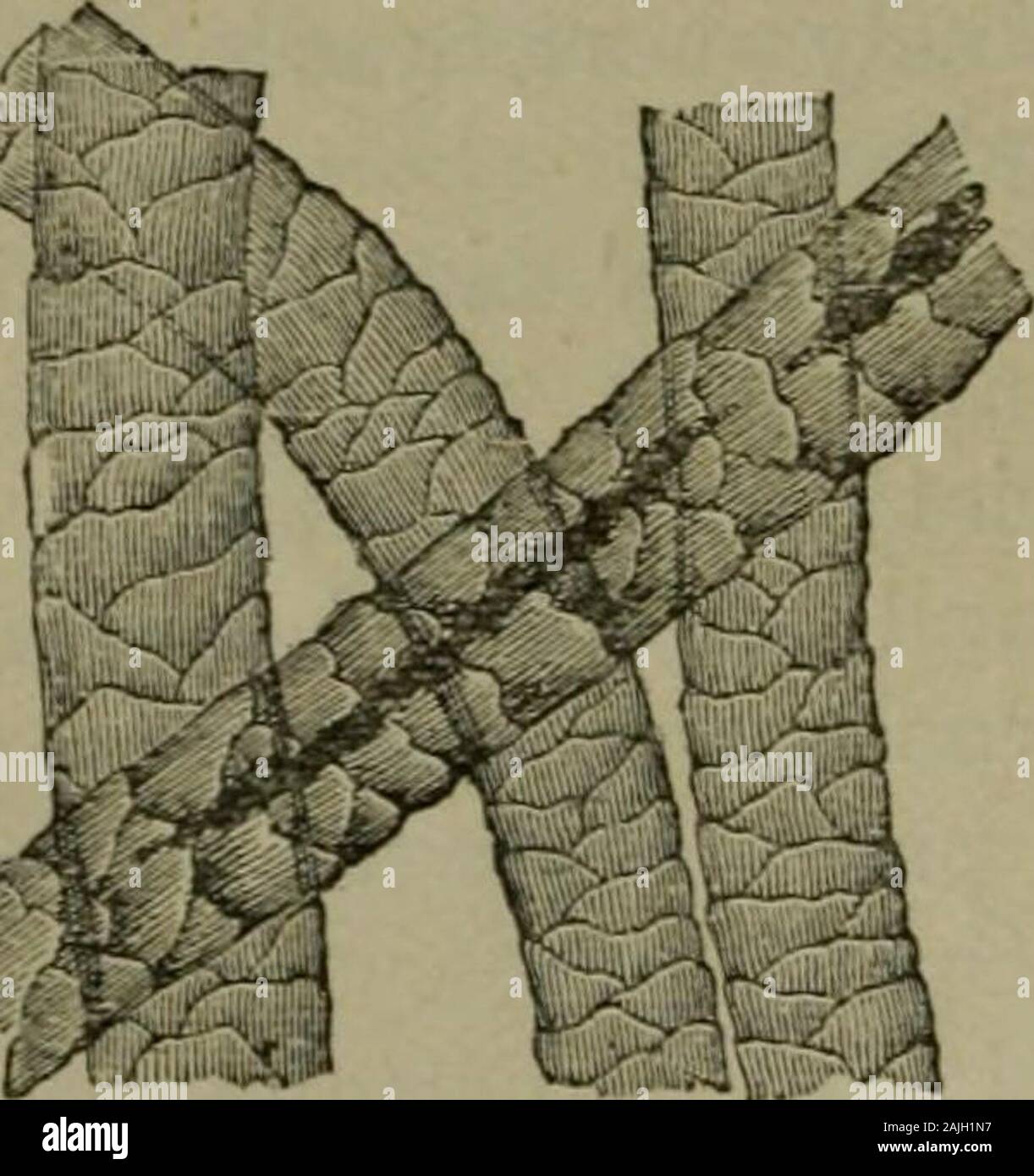 The dyeing of textile fabrics . en carefullyexamined under the ...