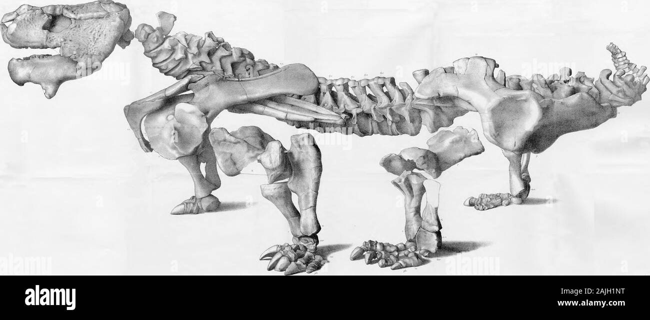 Researches on the Structure, Organization, and Classification of the ...