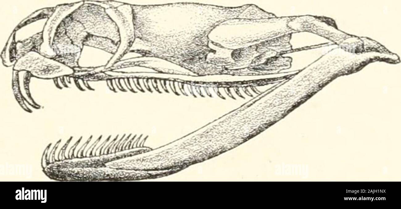 Grooved teeth hi-res stock photography and images - Alamy
