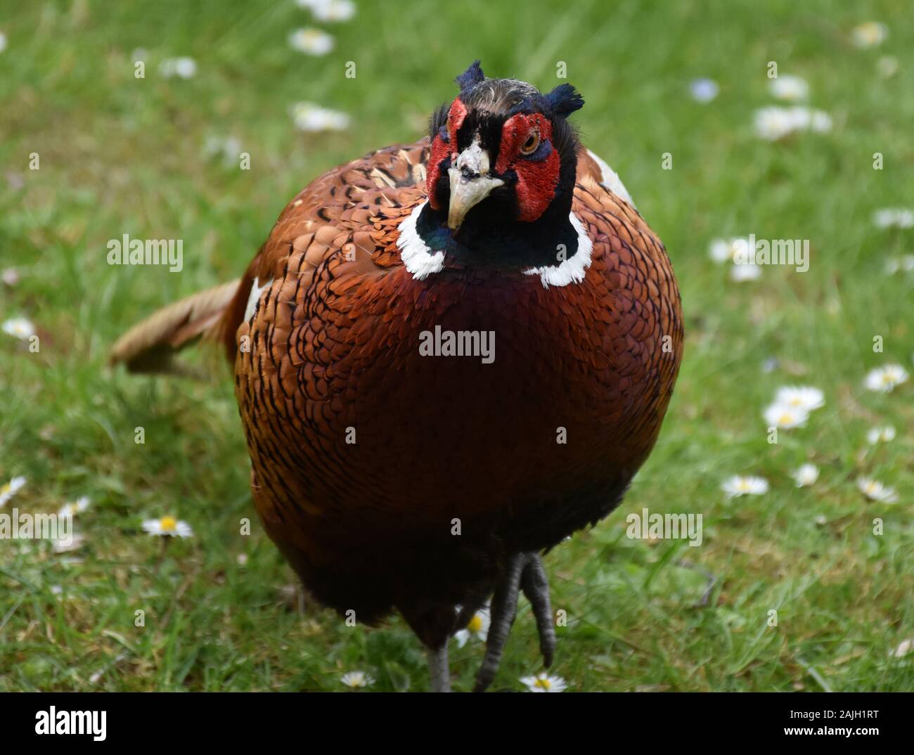 Close up look into the face of a pheasant Stock Photo - Alamy