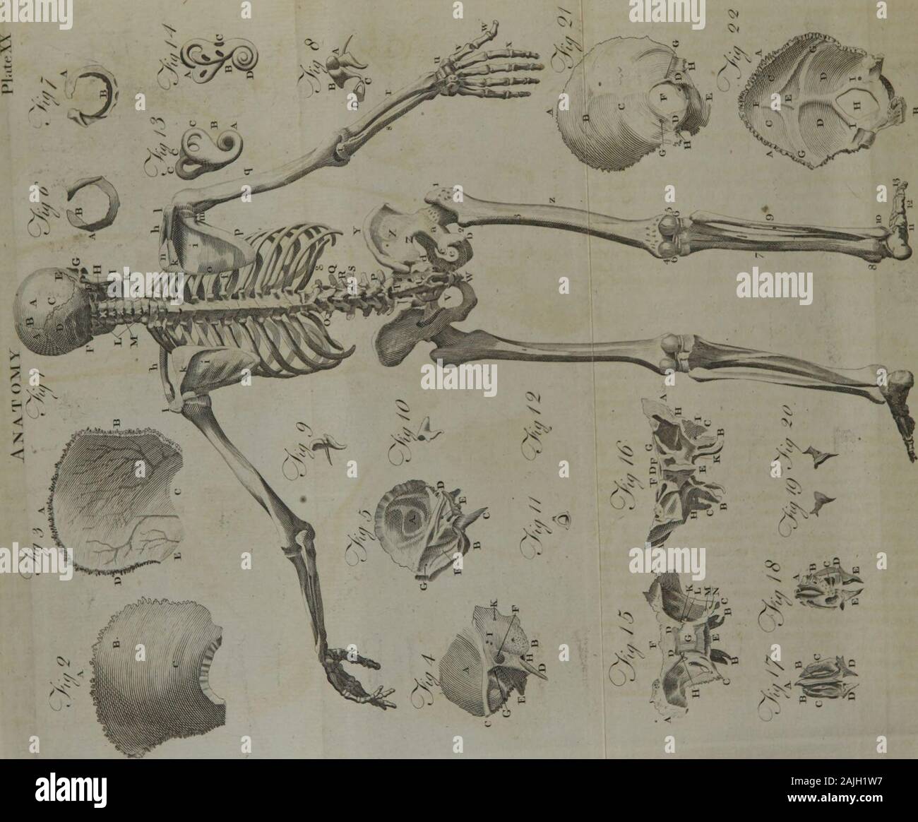 A system of anatomy for the use of students of medicine (Volume 2) . os ...
