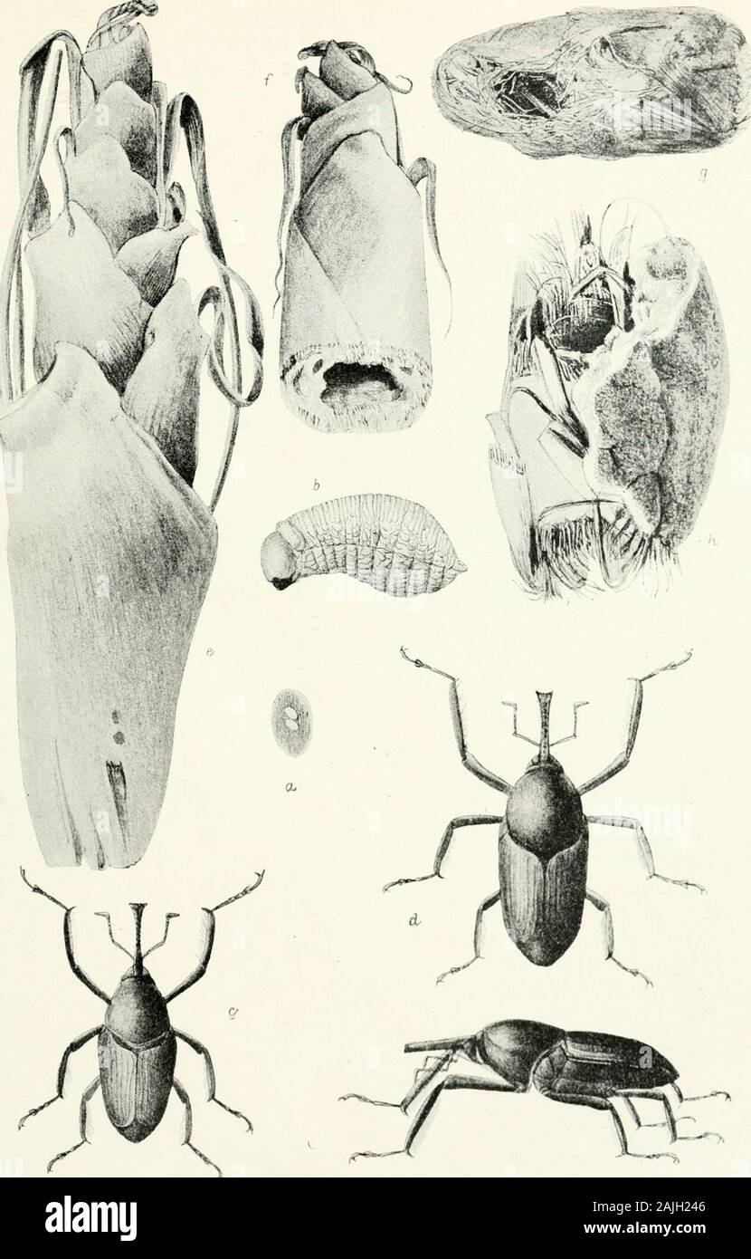 Triangular pygidium hi-res stock photography and images - Alamy