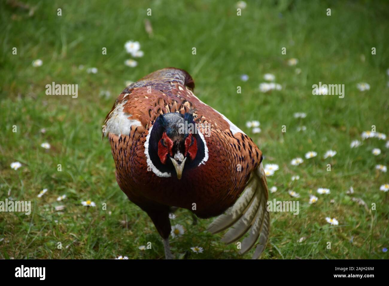 Feathers ruffled on a pheasant's wing in the wild Stock Photo - Alamy