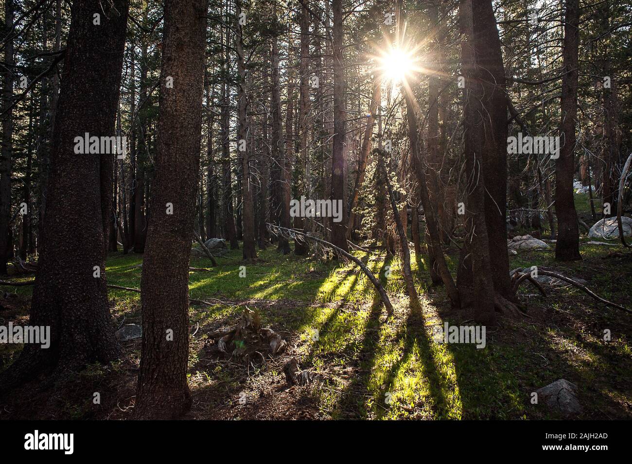 Sun coming through forest trees in California Stock Photo - Alamy