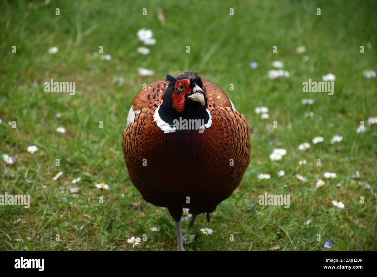 Quail face up close hi-res stock photography and images - Alamy
