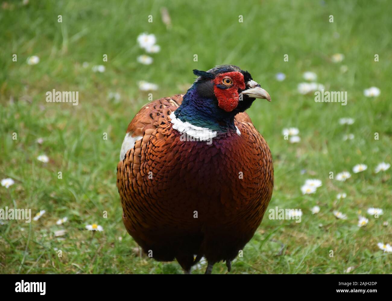 Beautiful wild common male pheasant on a spring day Stock Photo - Alamy