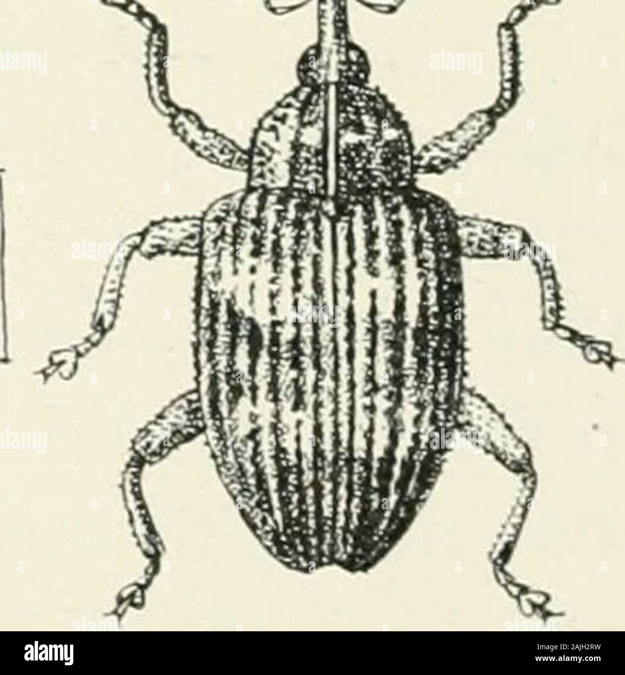 Larva on a stone hi-res stock photography and images - Alamy