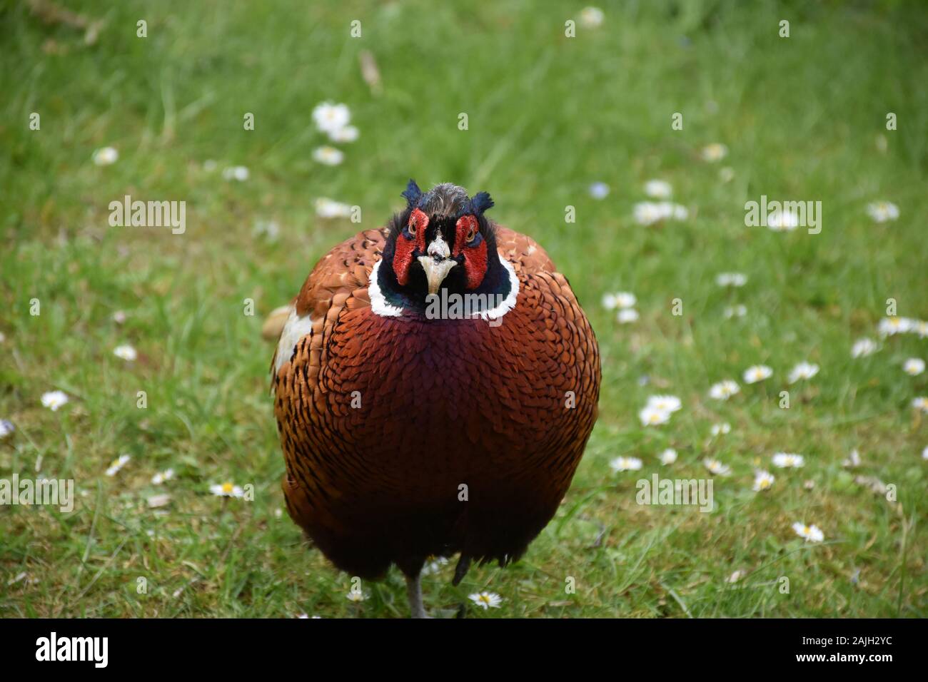 A look directly into the face of a game pheasant Stock Photo - Alamy