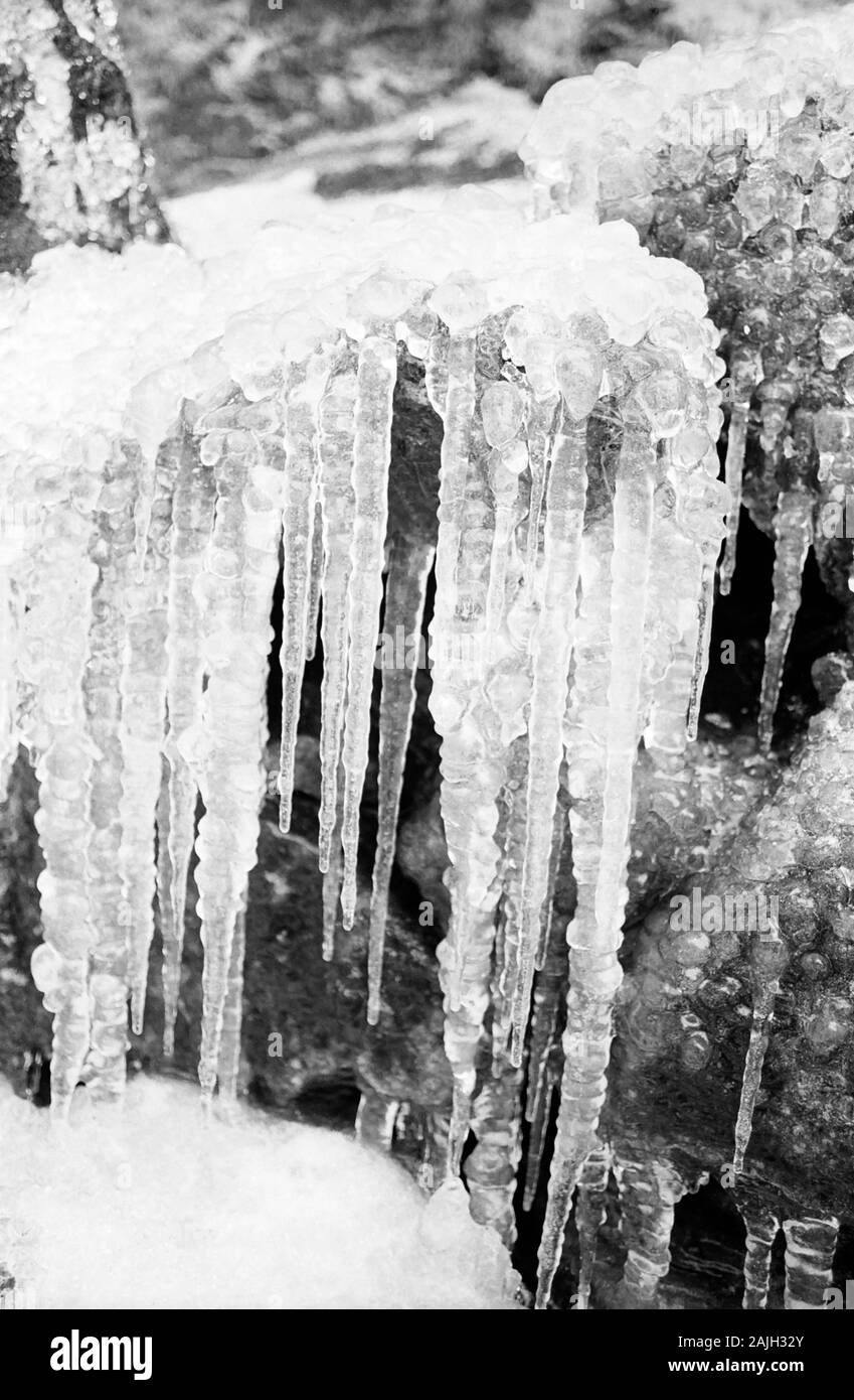 Icicles hang from rocks near Pecca Falls, River Twiss, Yorkshire Dales ...
