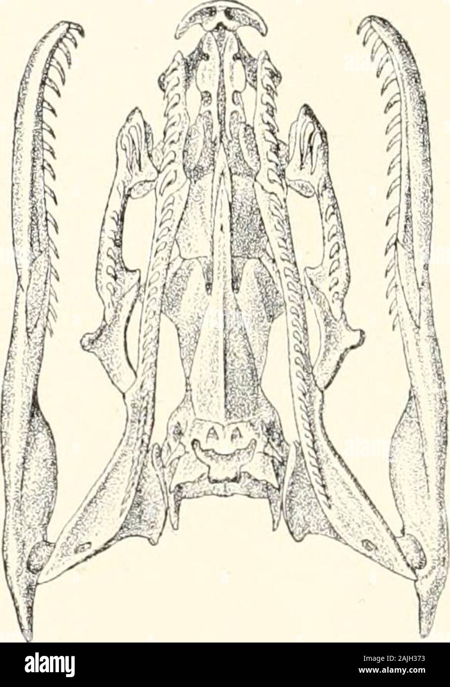 Large curved fangs hi-res stock photography and images - Alamy