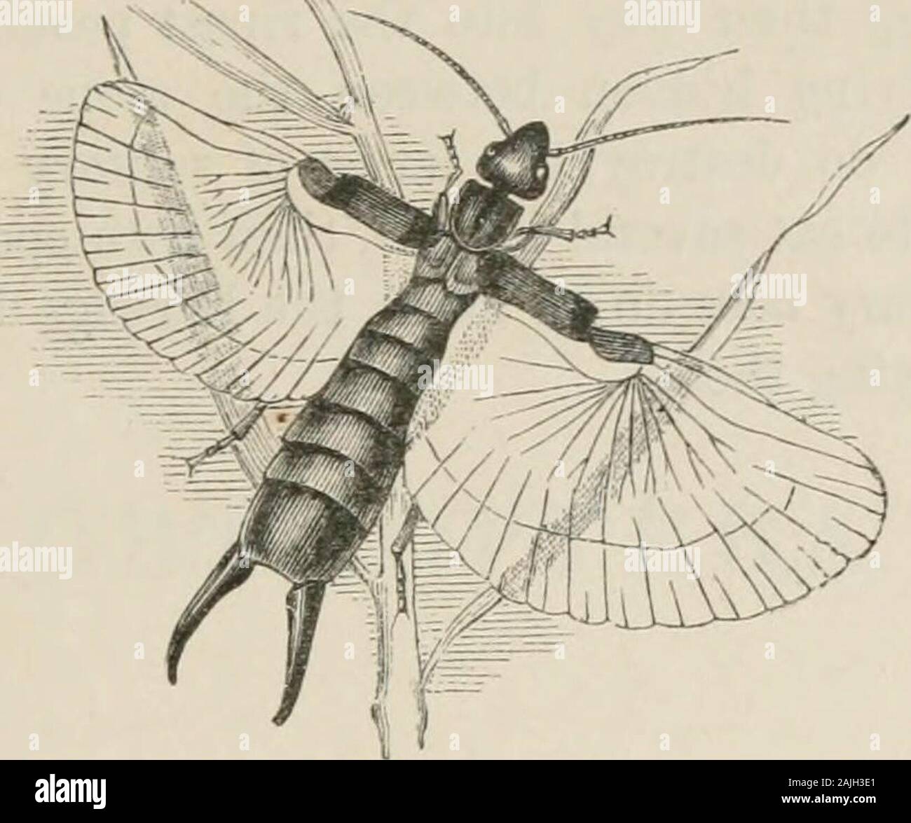 Earwig Wing High Resolution Stock Photography and Images - Alamy