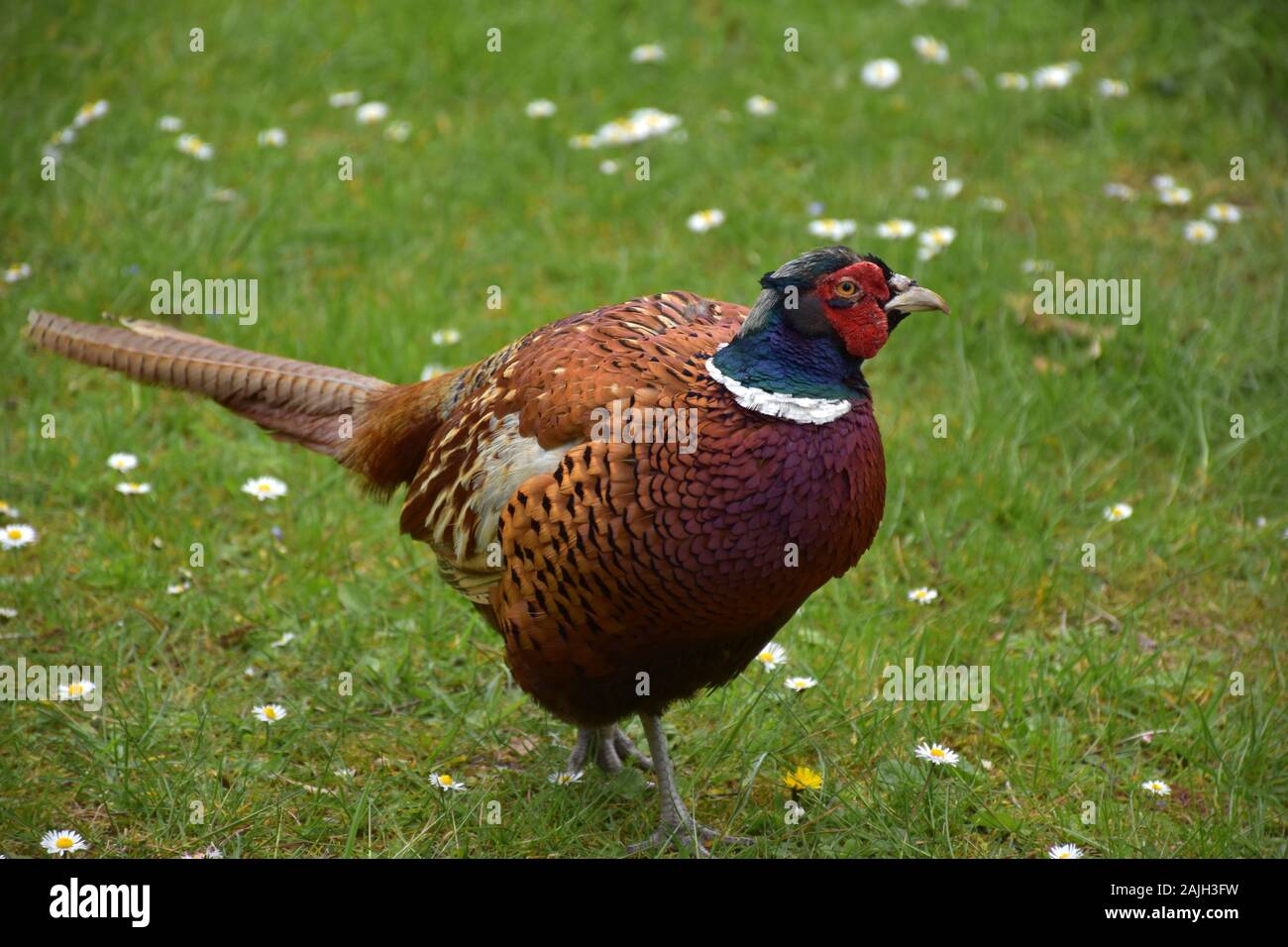 Slightly ruffled hi-res stock photography and images - Alamy