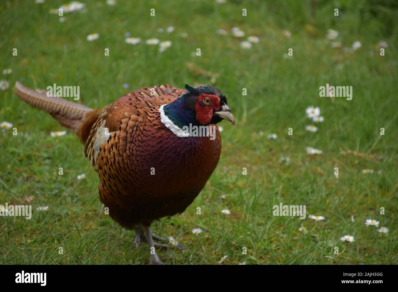 Beautiful up close look at a wild pheasant Stock Photo - Alamy