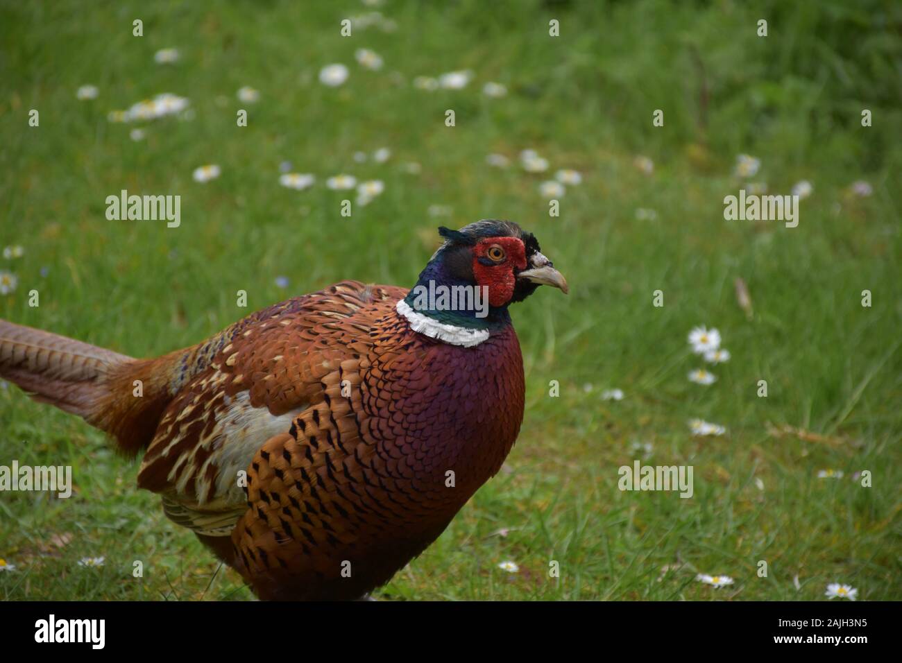 Great side profile of a ring necked pheasant Stock Photo - Alamy