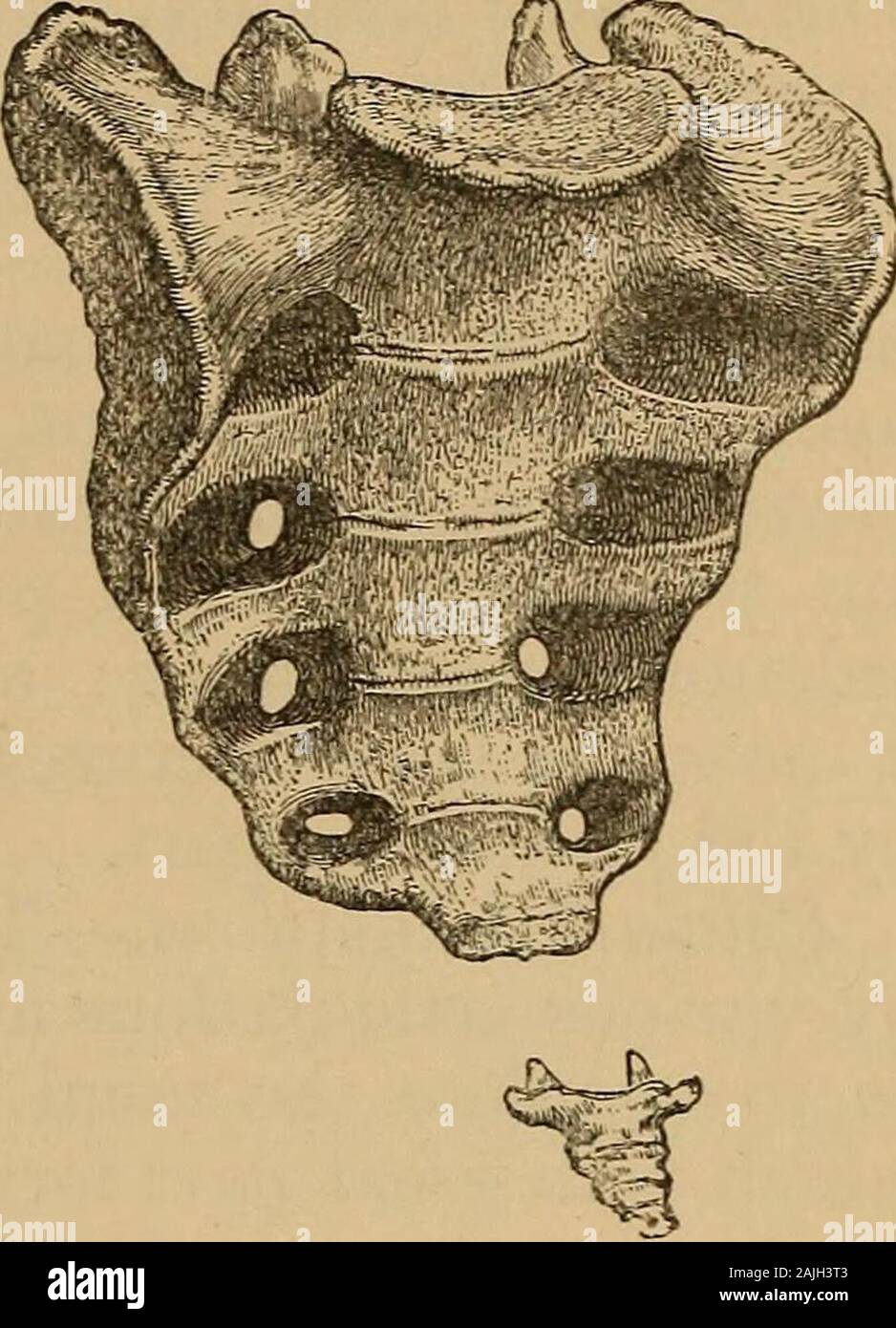 Pectineal line hi-res stock photography and images - Alamy