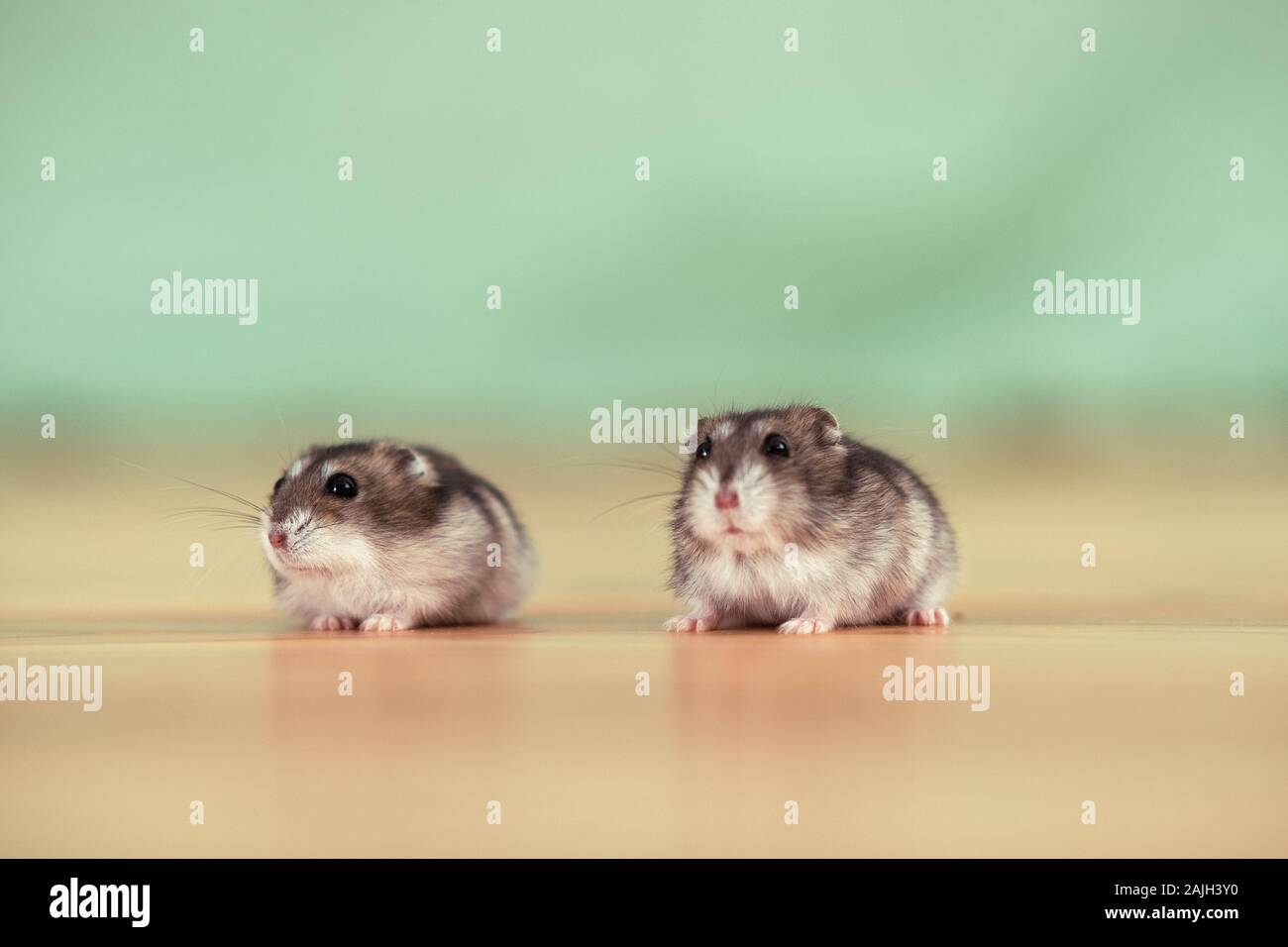 Tiny hamsters hi-res stock photography and images - Alamy