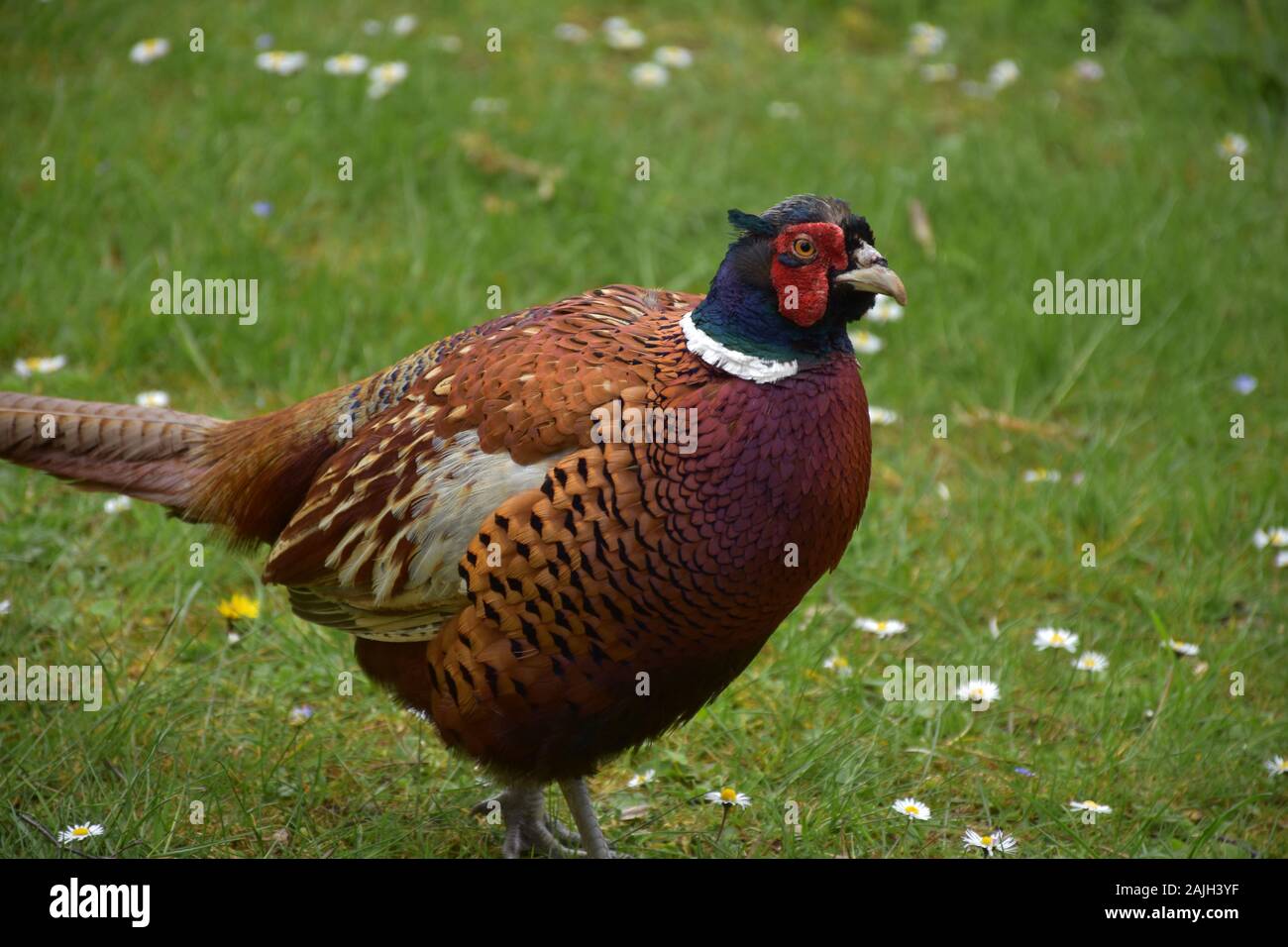 Striking game bird hi-res stock photography and images - Alamy