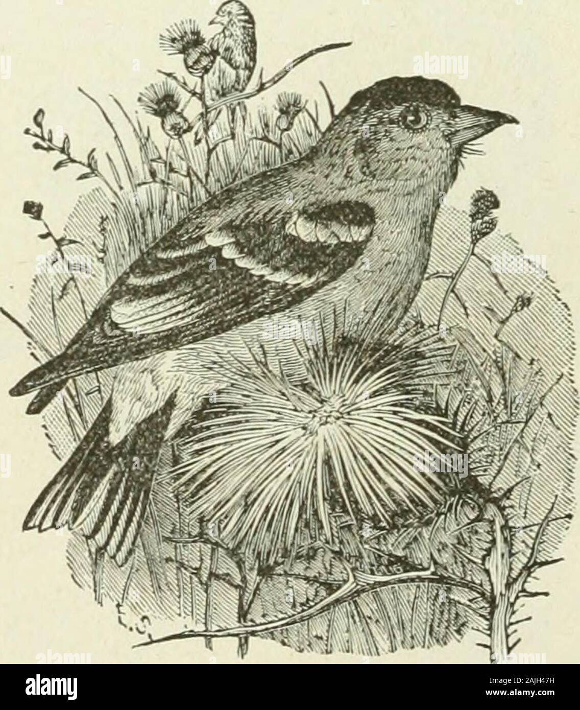 Gold linnet hi-res stock photography and images - Alamy