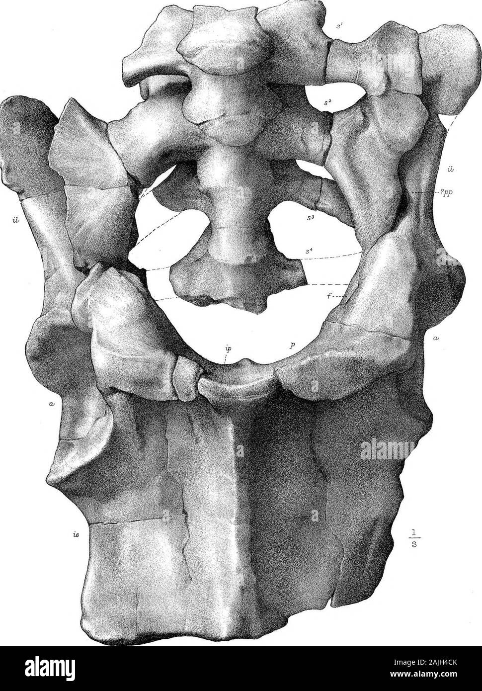 Pareiasaurus Cut Out Stock Images & Pictures - Alamy