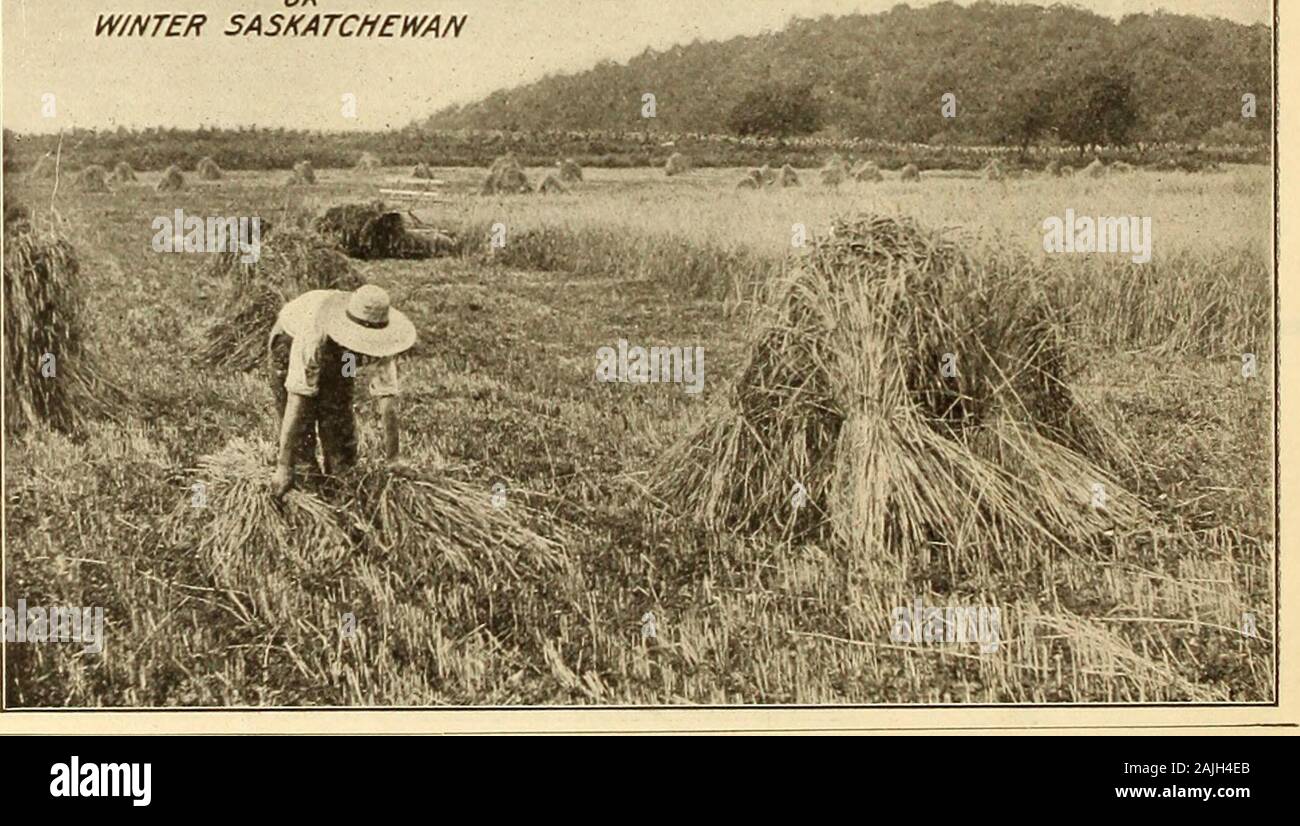 Longberry hi-res stock photography and images - Alamy