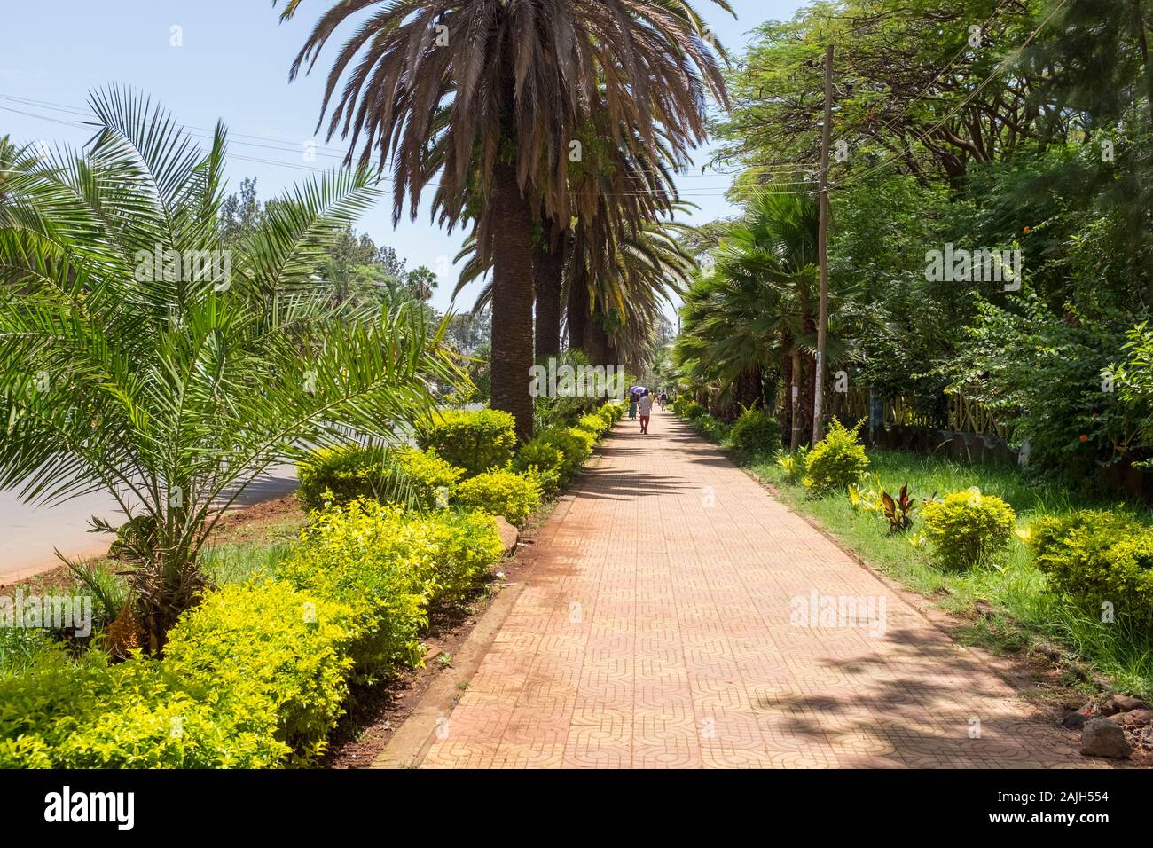 People walking down a footpath lined with palm trees in Bahir Dar ...