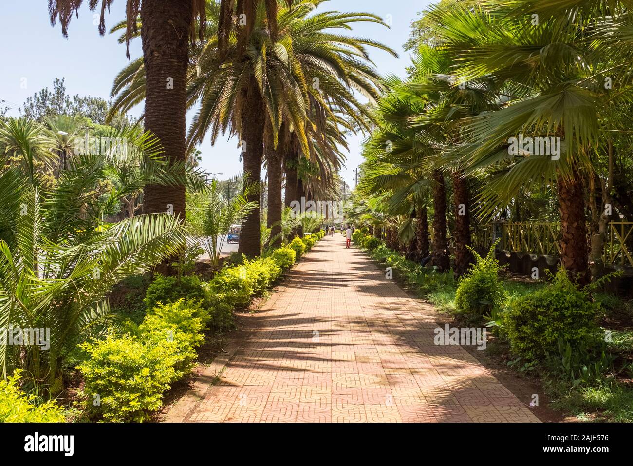 People walking down a footpath lined with palm trees in Bahir Dar ...