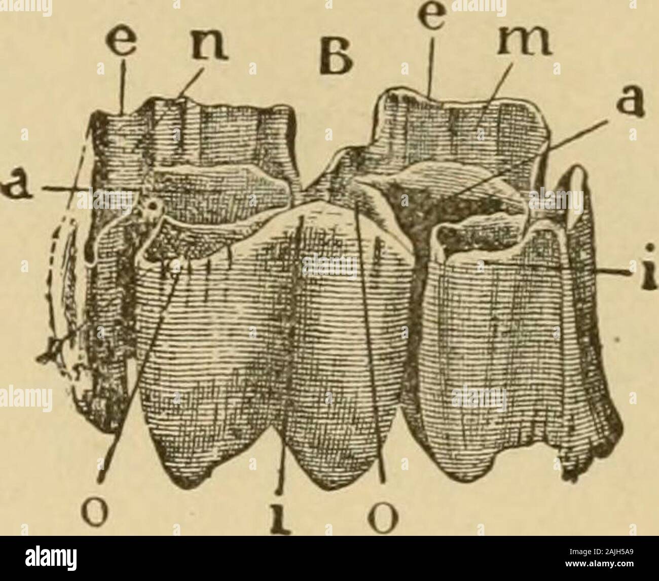 Posterior Teeth Letters