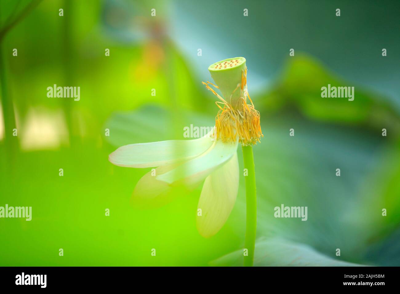 The lotus is opening in summer Stock Photo - Alamy