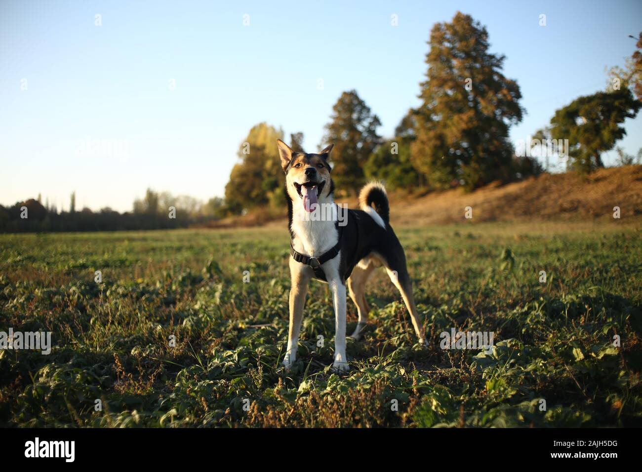 Smiling dog hi-res stock photography and images - Alamy