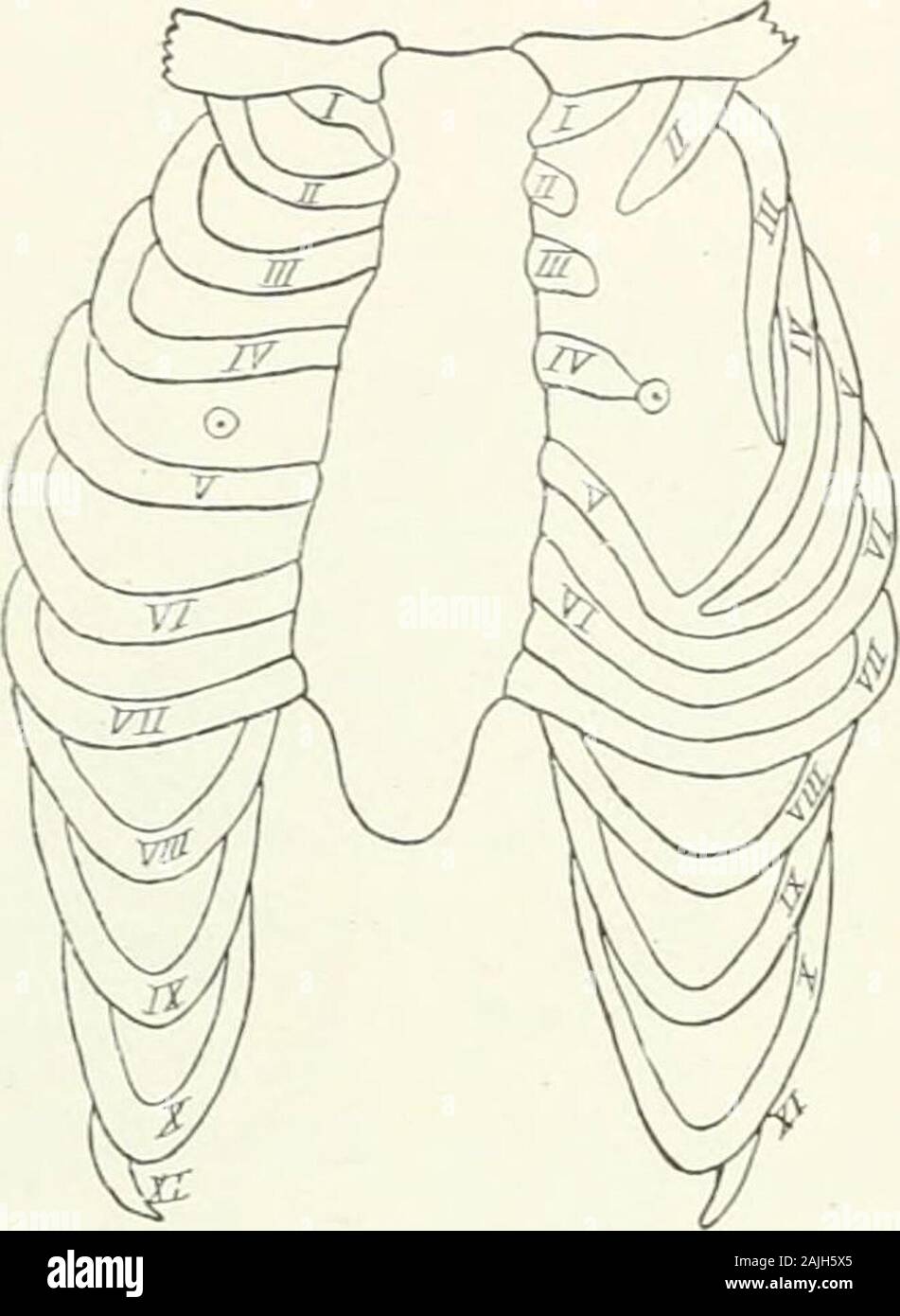 Fourth rib hi-res stock photography and images - Alamy