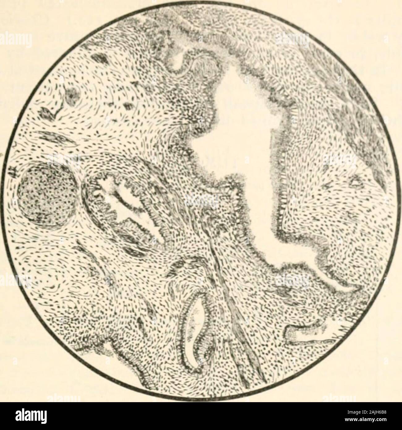 Manual of pathology : including bacteriology, the technic of ...
