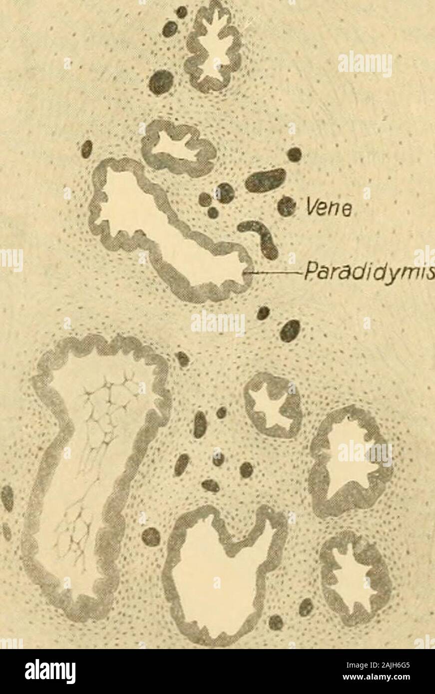 Ductus Epididymis High Resolution Stock Photography and Images - Alamy