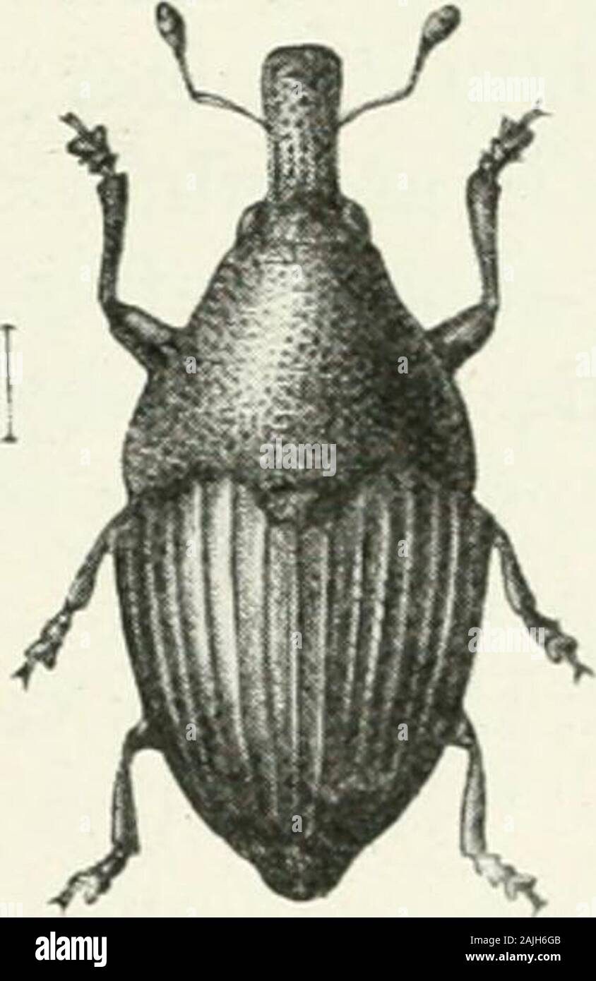 Indian forest insects of economic importance Coleoptera . Beetle ...