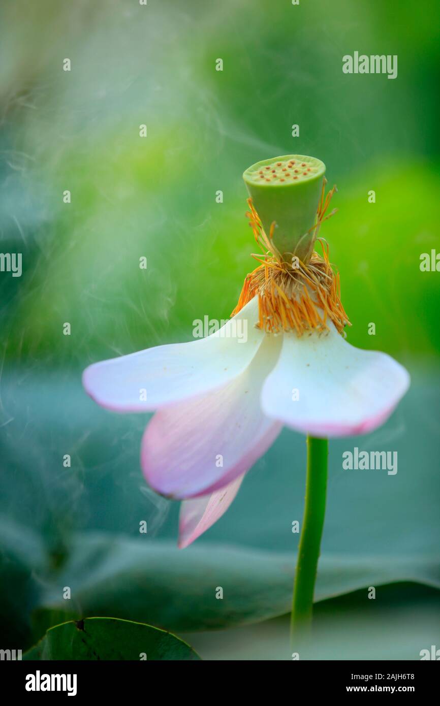 The lotus is opening in summer Stock Photo - Alamy