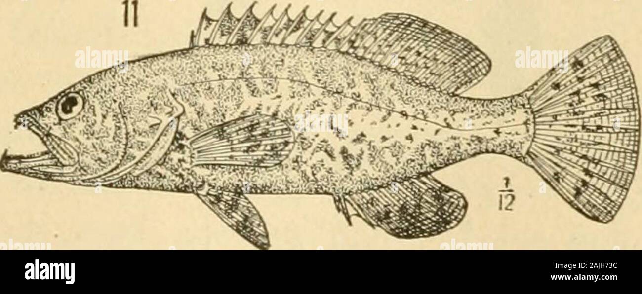 Octopus nets hi-res stock photography and images - Alamy