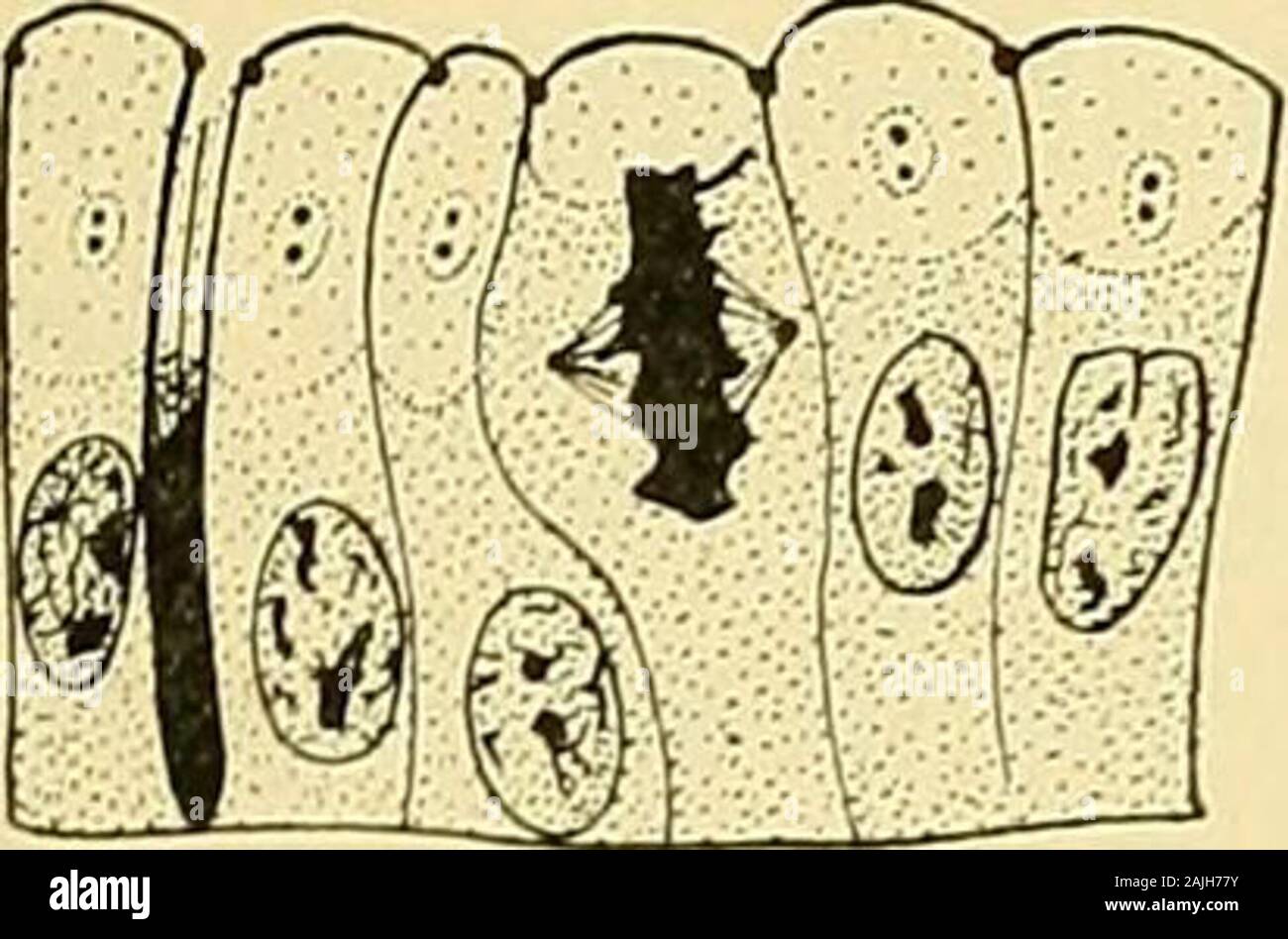 The cell in development and inheritance . formedeither at the free end ...