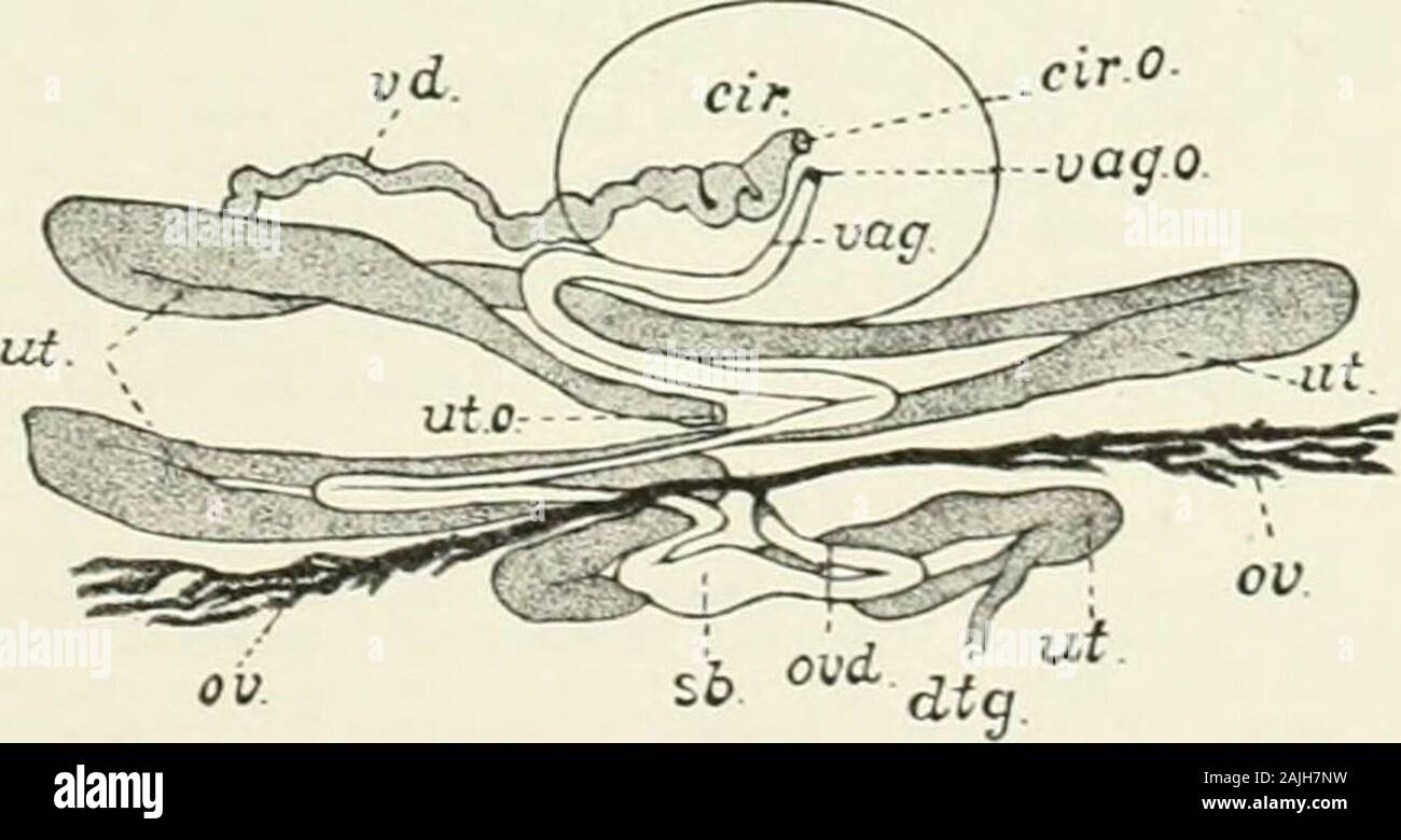 A reference handbook of the medical sciences, embracing the entire ...